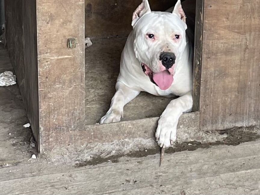 Аргентинский дог в добрые руки