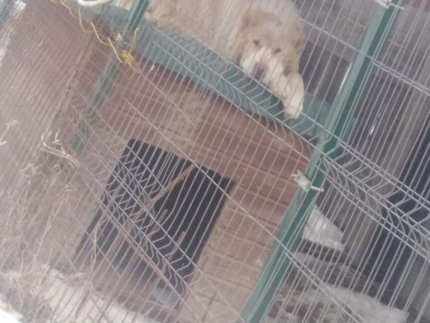 Среднеазиатская овчарка