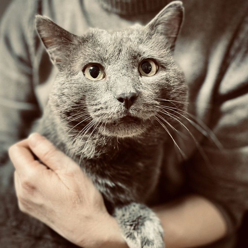 Коты в добрые руки