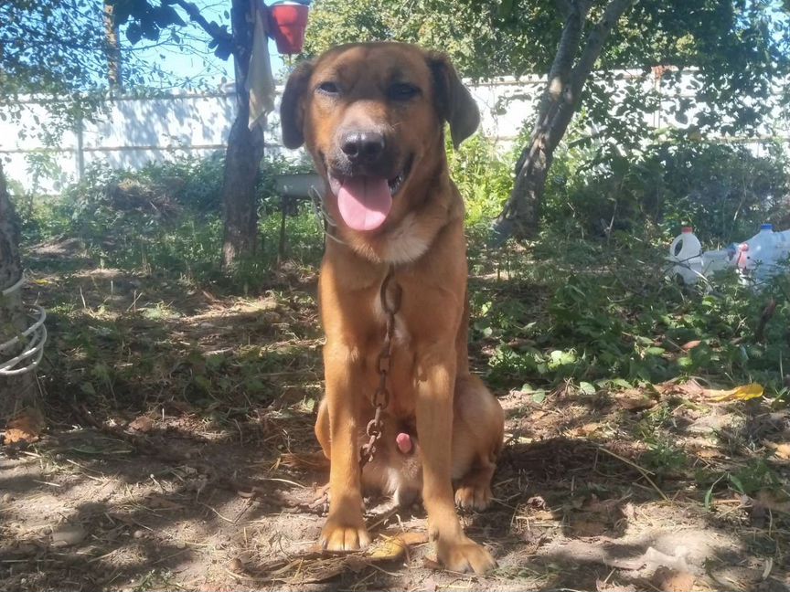 Собака в добрые руки отдам бесплатно