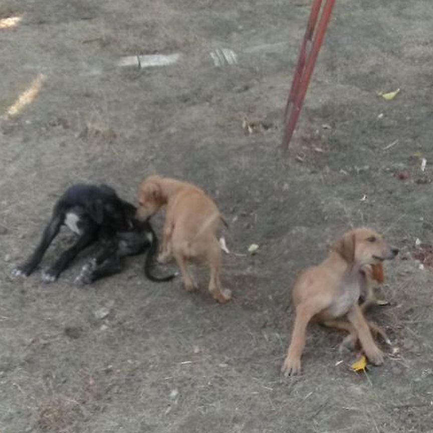 Хортая борзая щенки