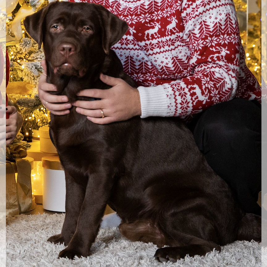 Лабрадор-ретривер, взрослый пёс