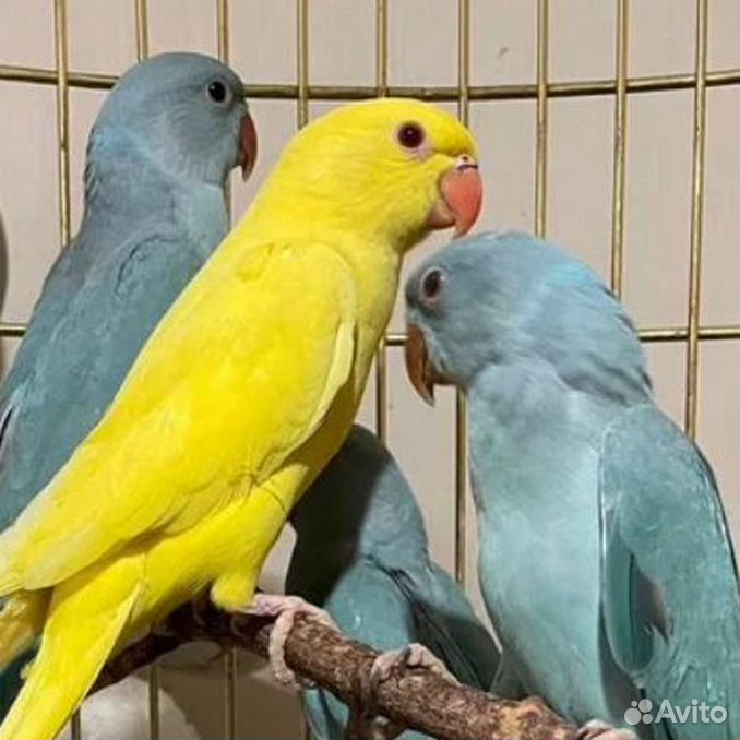 Ожереловый попугай птенцы