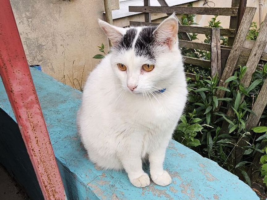 Кошка мышеловка в добрые ручки