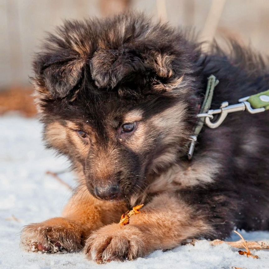Очаровашка и лохматушка балушка ищет дом