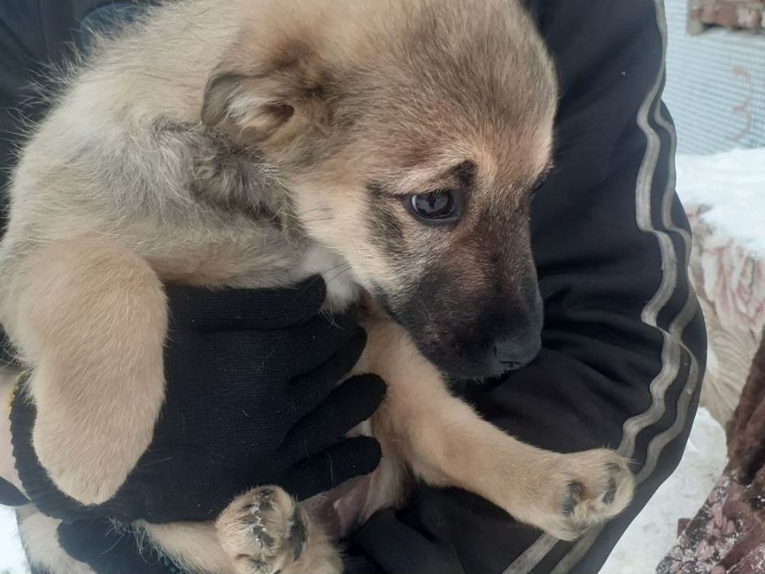 Спасите щенков