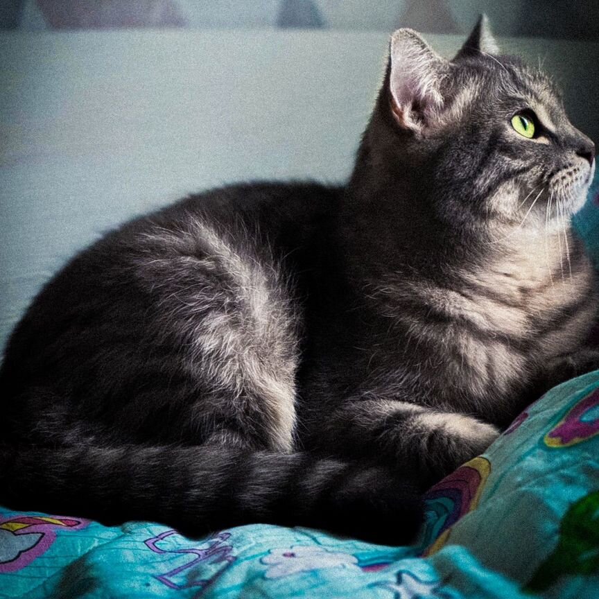Британский кот