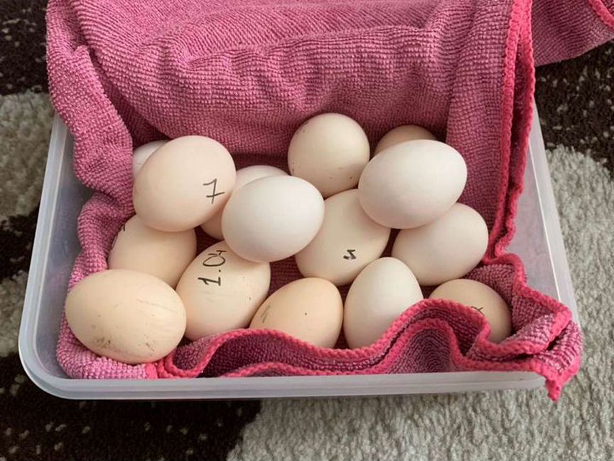 Инкубационное яйцо бентамок