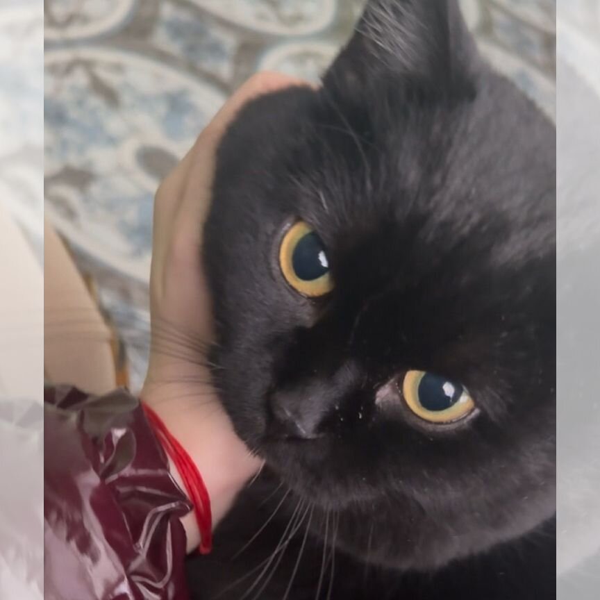 Взрослый кот в добрые руки