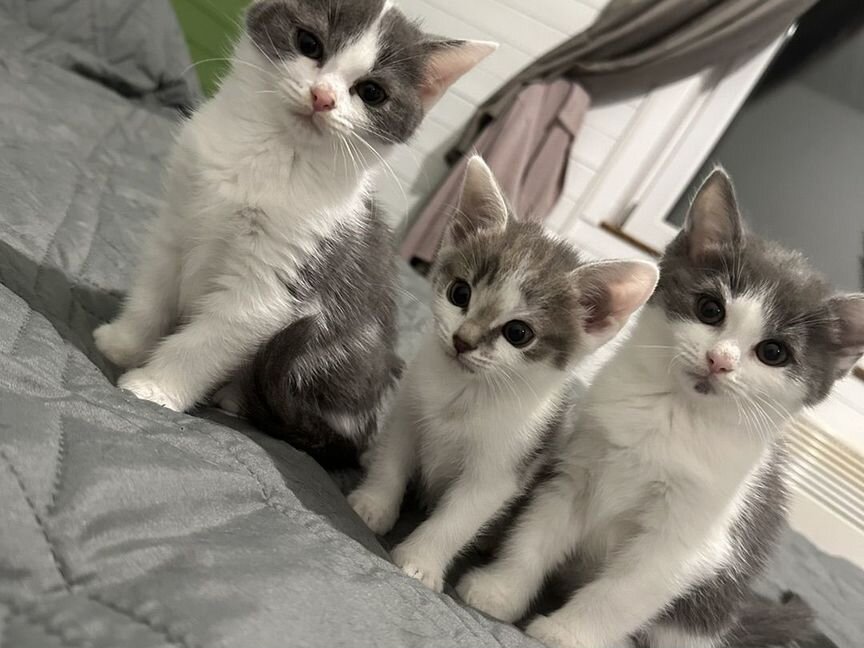 Котятя метис шотландские