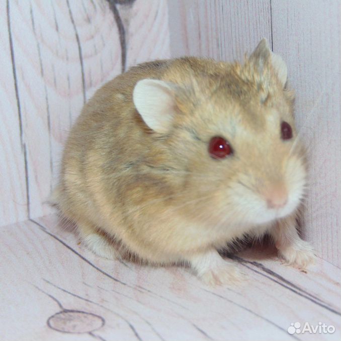 Карликовый хомячок кэмпбелла