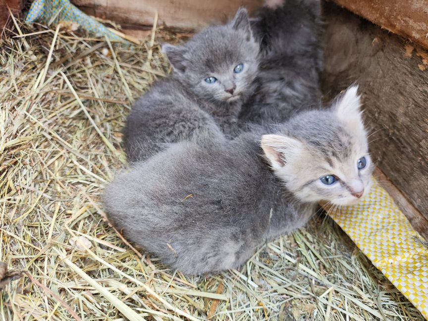 Котята в добрые руки