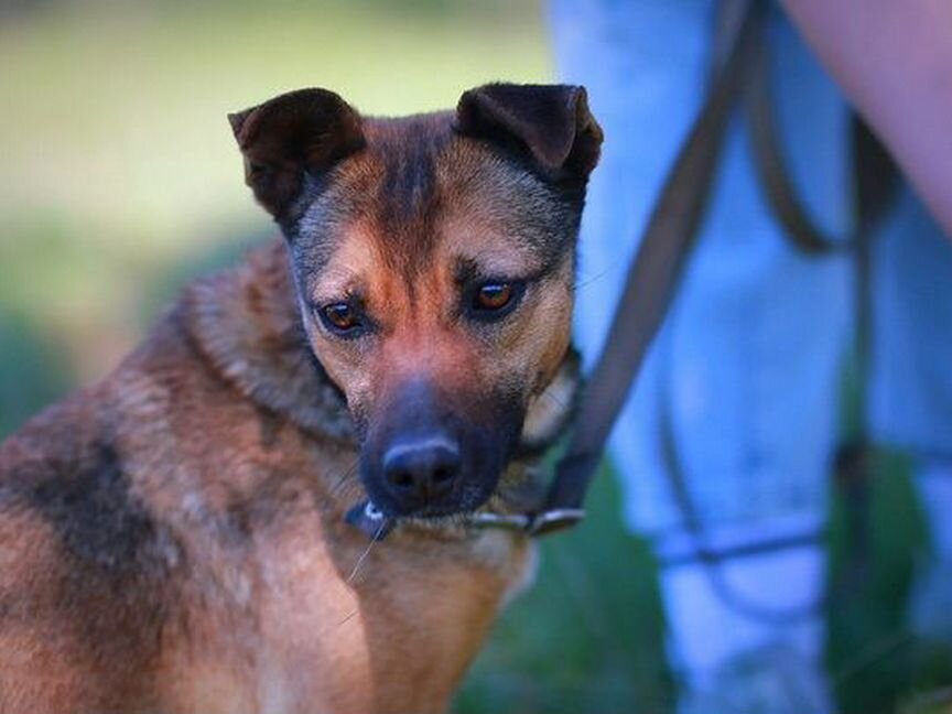 Эльба в поисках любящих хозяев