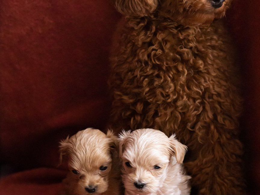 Вязка той-пудель