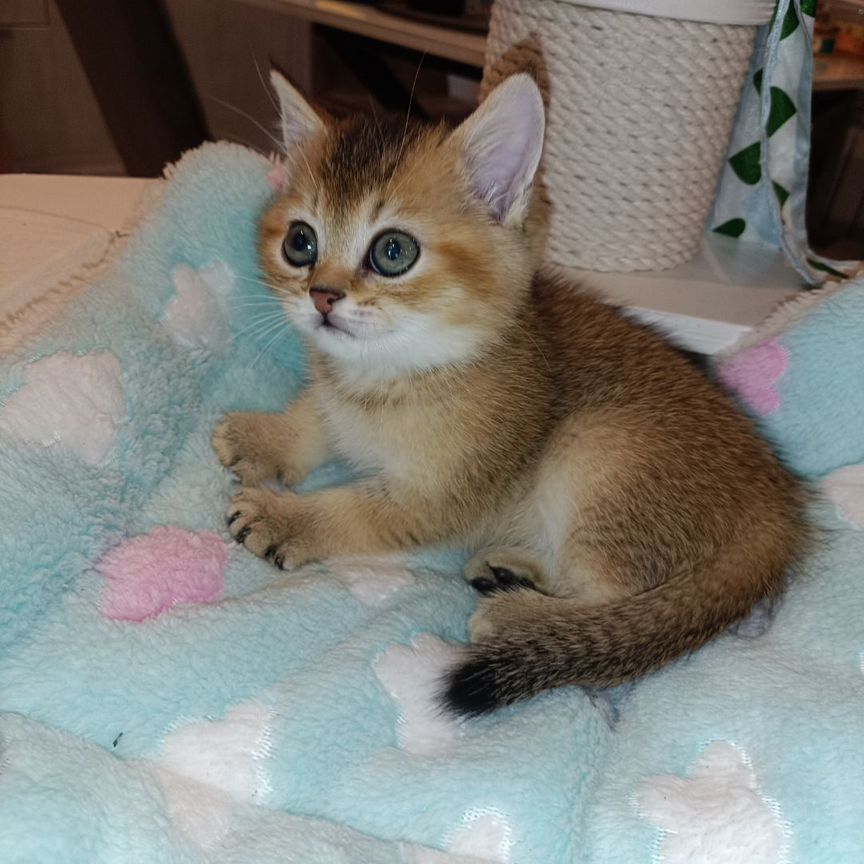 Британский золотой котенок