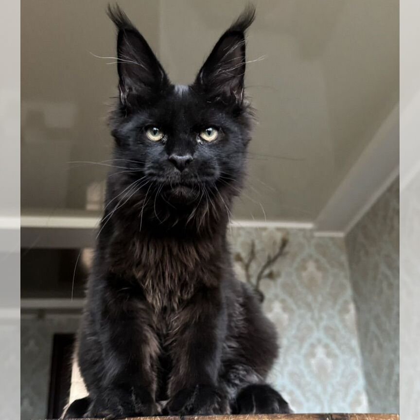 Мейн-кун котёнок