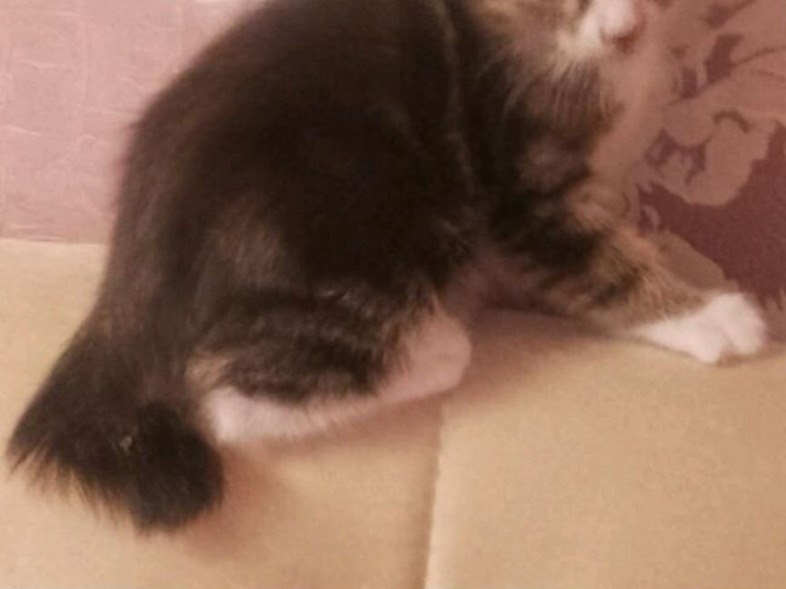 Котята