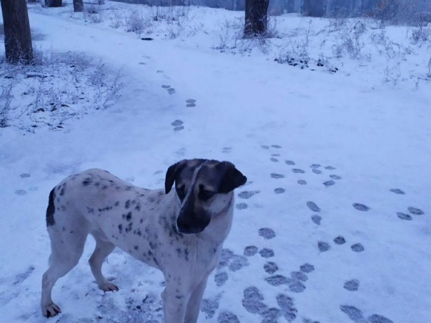 Собака в добрые руки