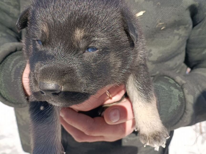 Собака восточноевропейская овчарка