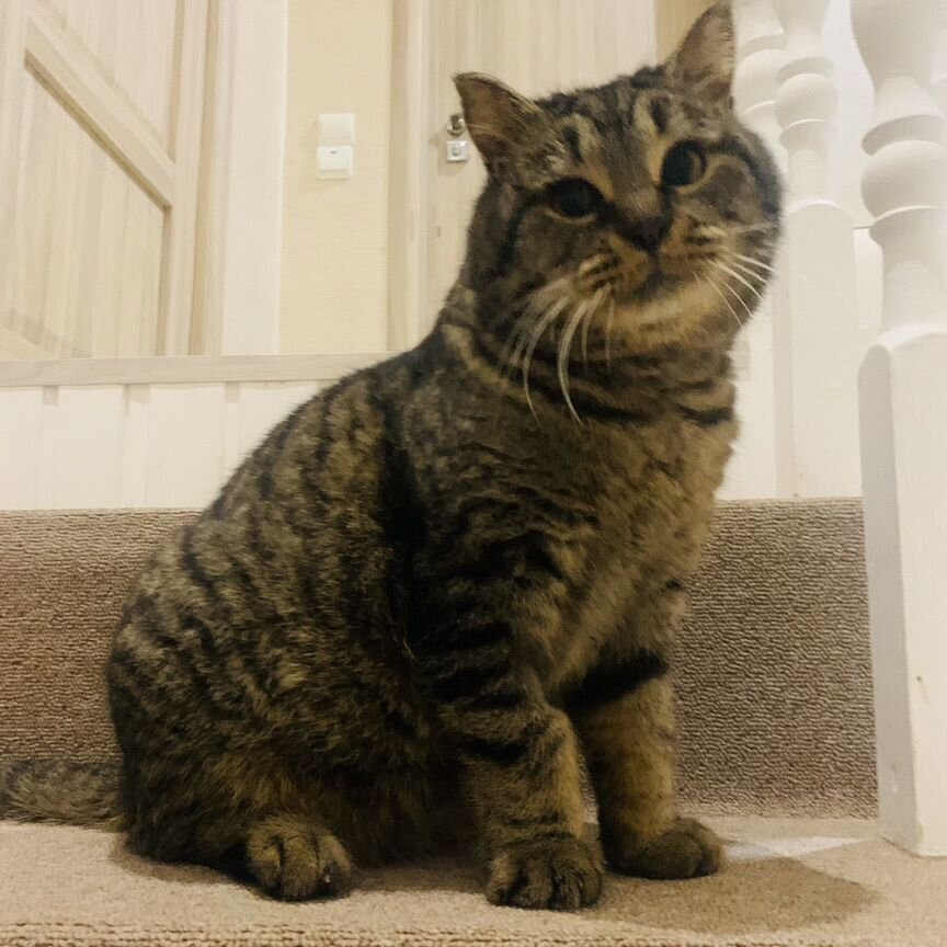 Котик Борис ищет семью