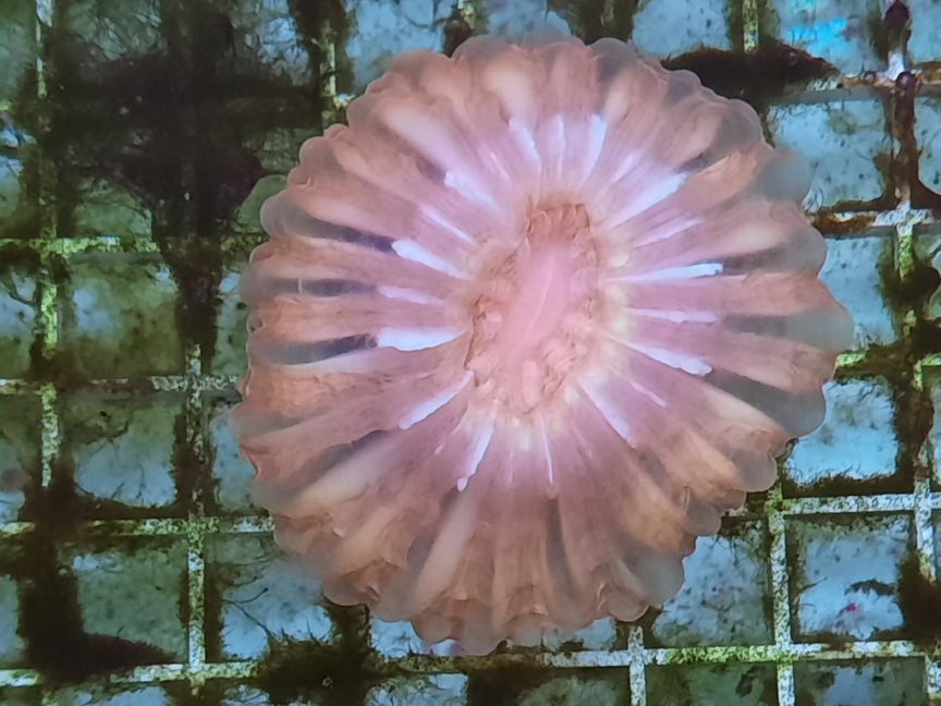 Коралл Цинарина красная