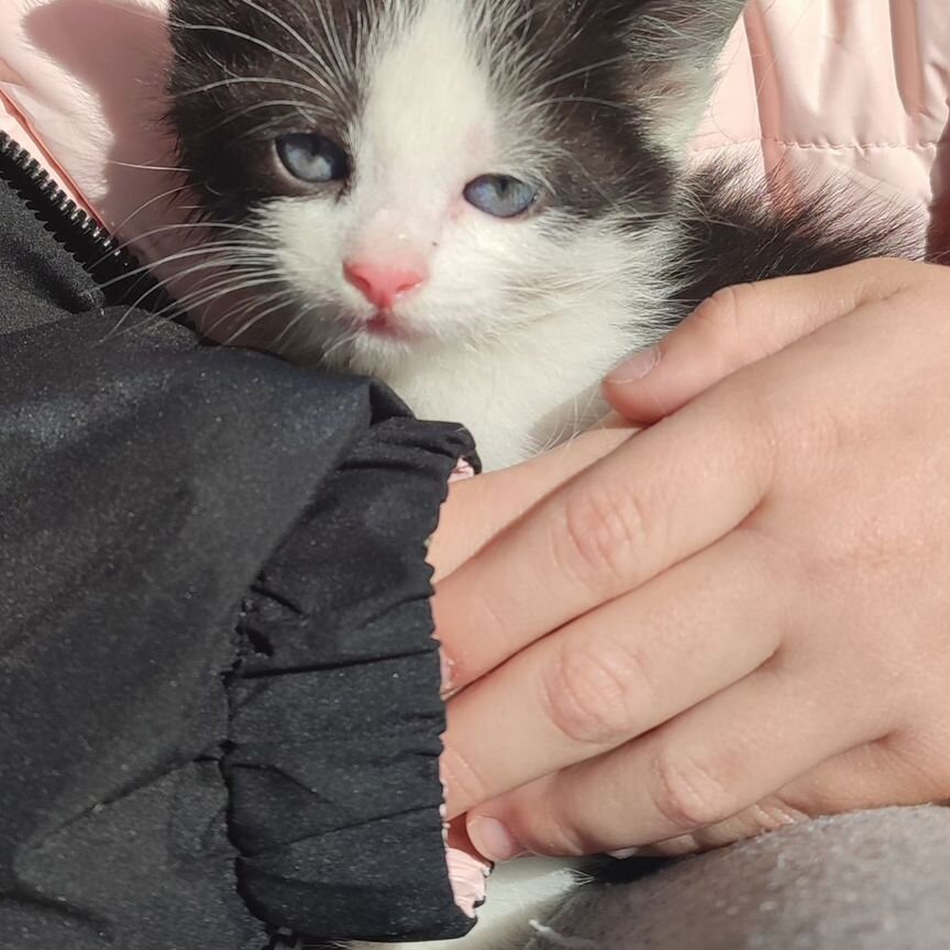 Отдам котят