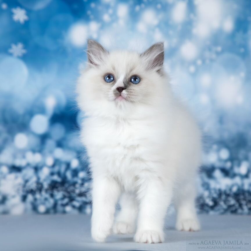 Новогодняя девочка- рэгдолл