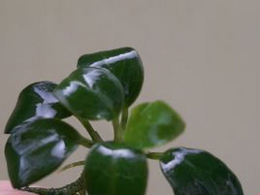 Анубиас нана петит (Petite)