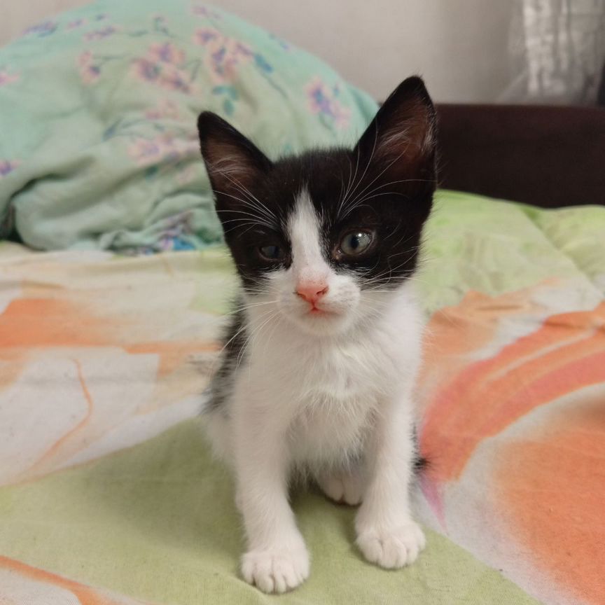 Котята в добрые руки мальчик и одна девочка