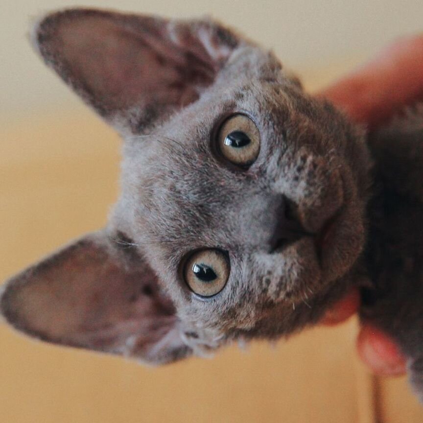Обаятельные девон-рексы: кот и кошки 2,5 мес