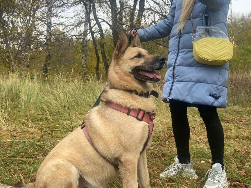 Собака из приюта в дар