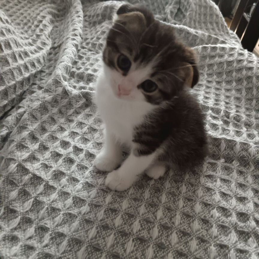 Шотландская