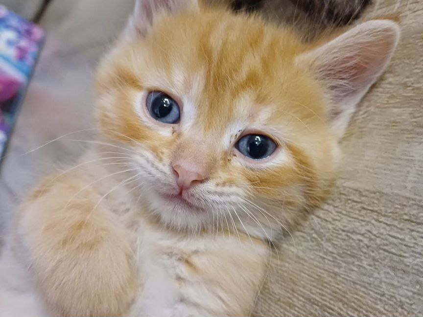 Отдам в добрые руки рыжего красавца