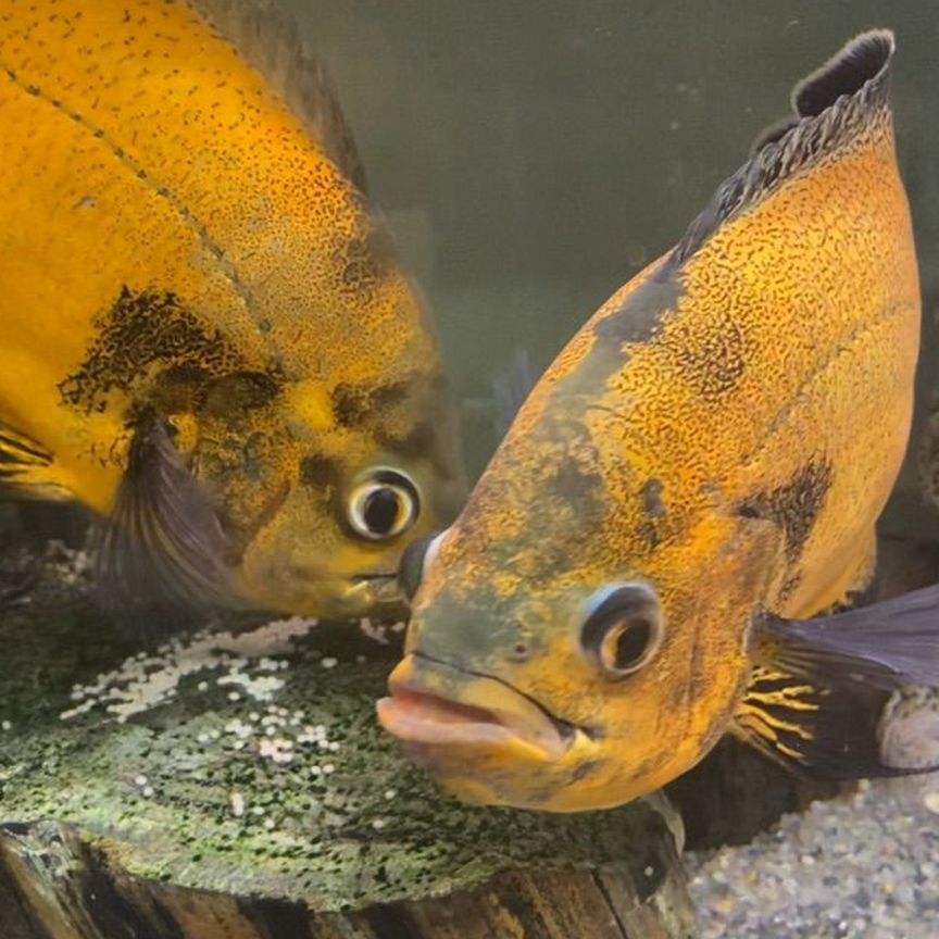 Астронотусы