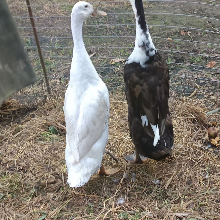 Утки индийский бегунок