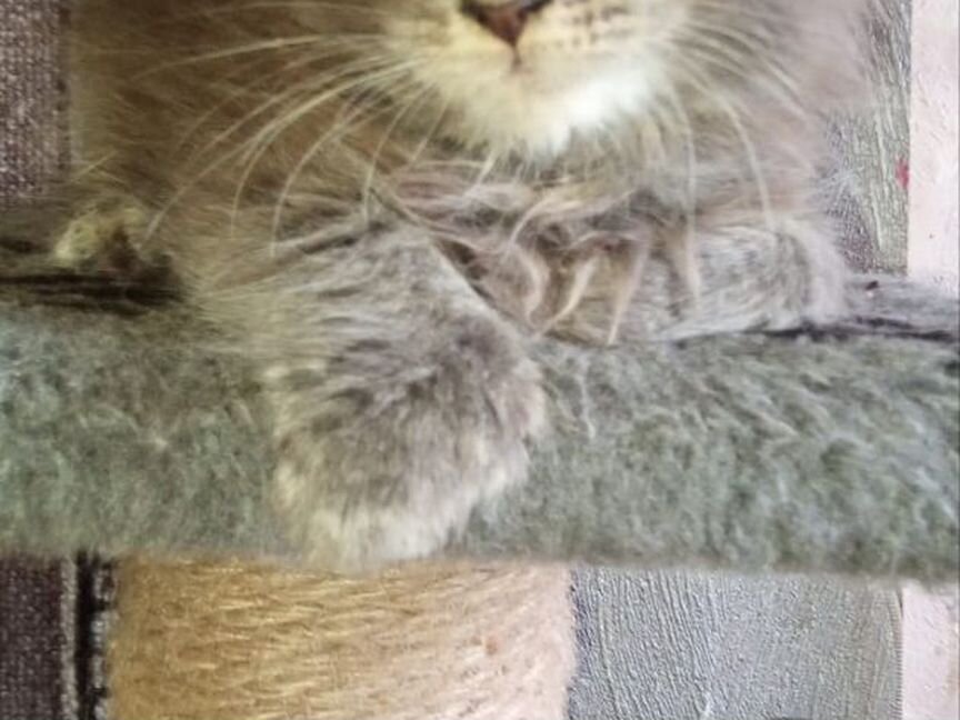 Котята мейн-кун полидакт