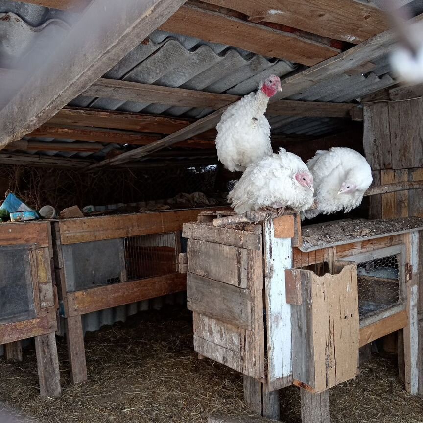 Семья индюков