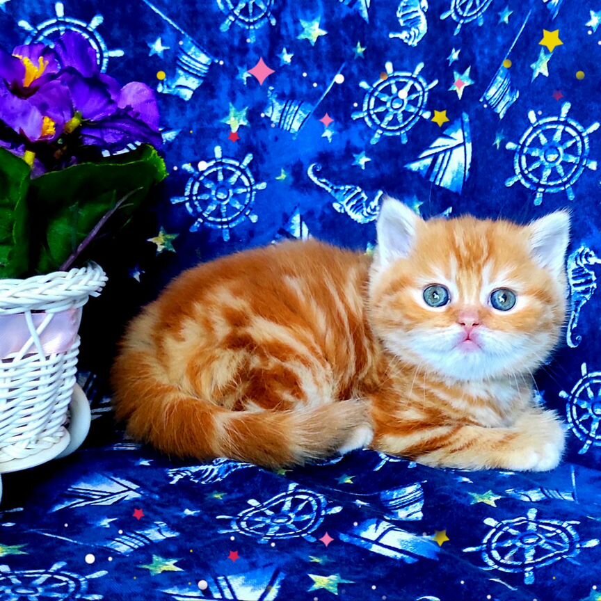 Солнечный Тигренок - Котенок