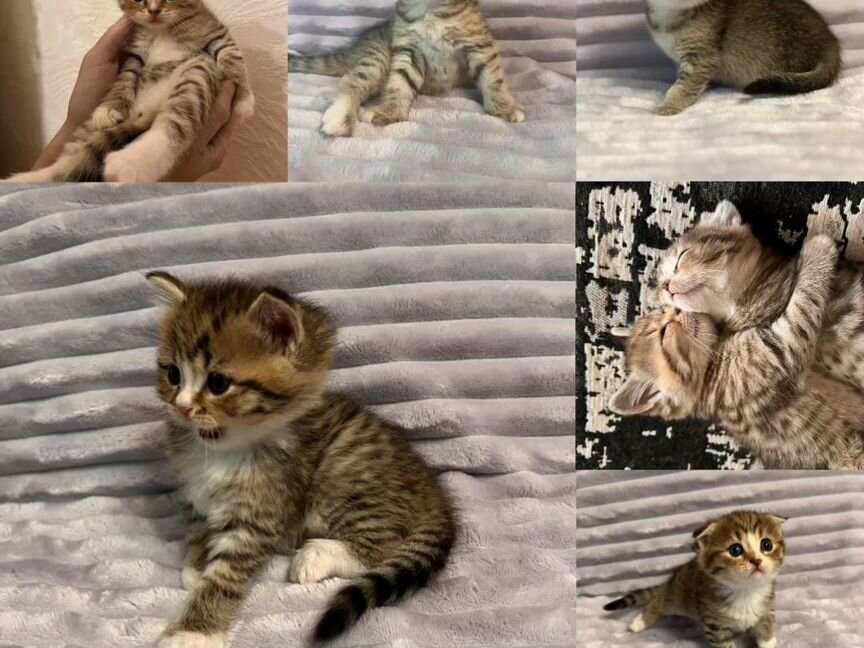 Шотландские котята