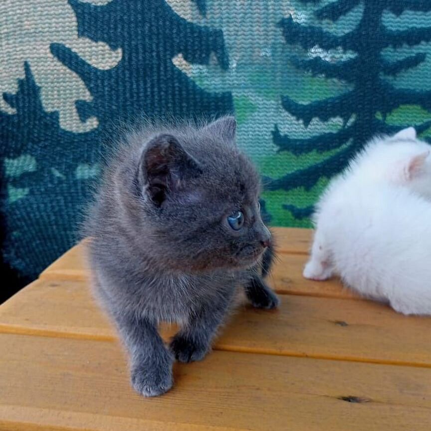 Котята в очень добрые и ответственные руки