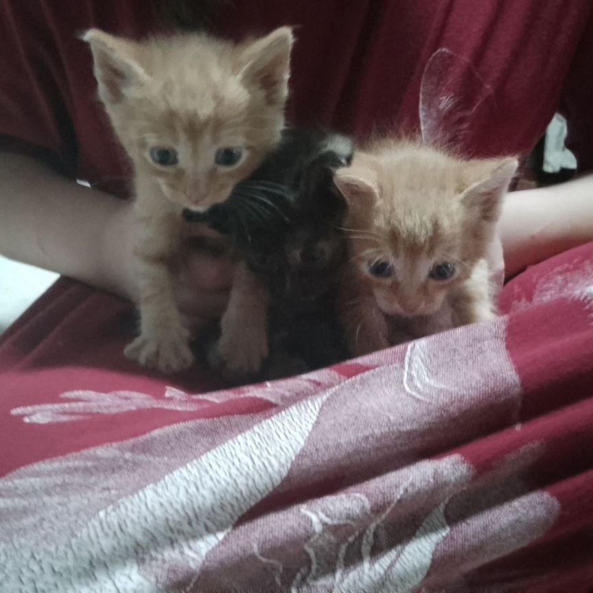 Отдам котят от кошки мышеловки