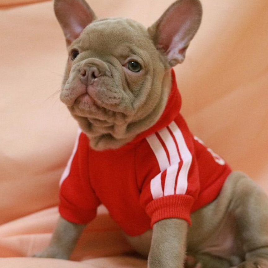 Французский бульдог щенки