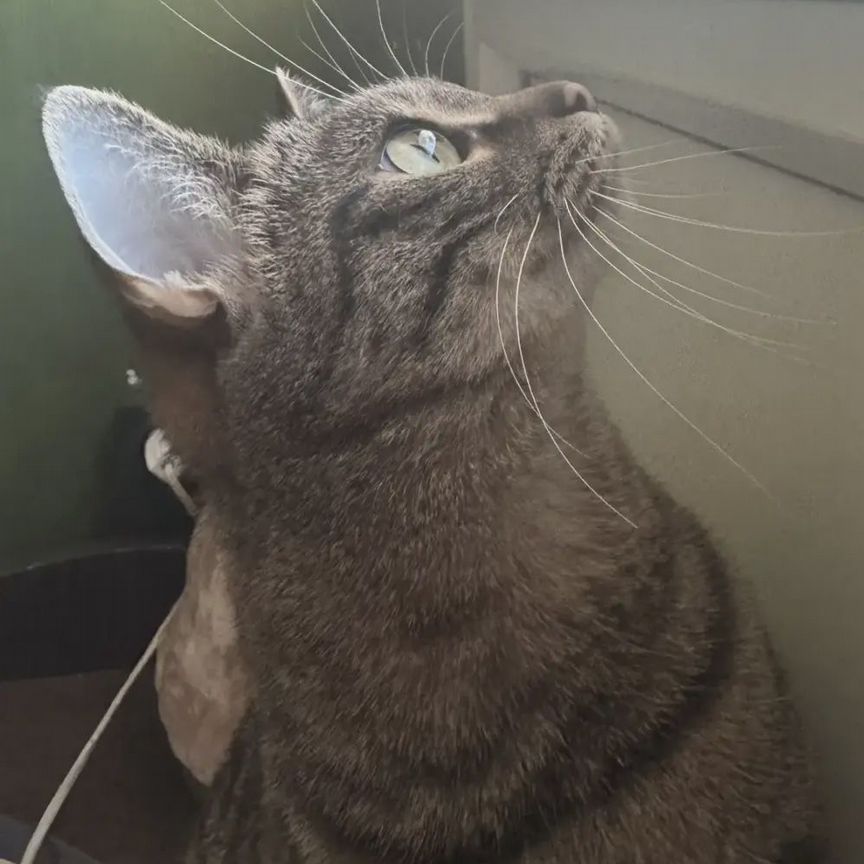 Взрослая, кошка в добрые руки