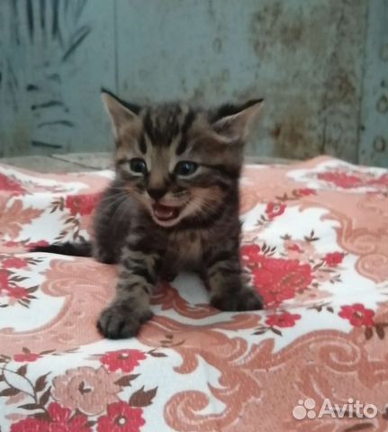 Кошка в дар