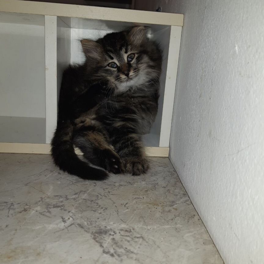 Котёнок из Старой Ладоги -8