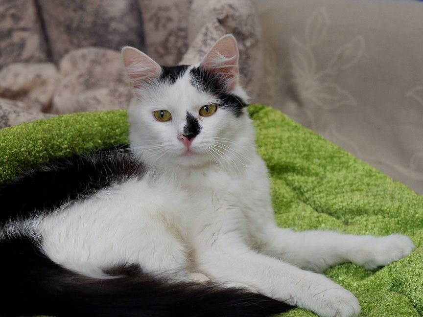 Ласковая кошечка Фея