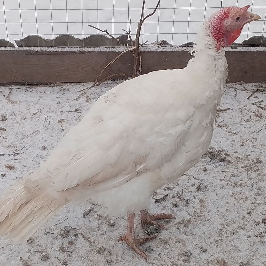 Индюки живым весом