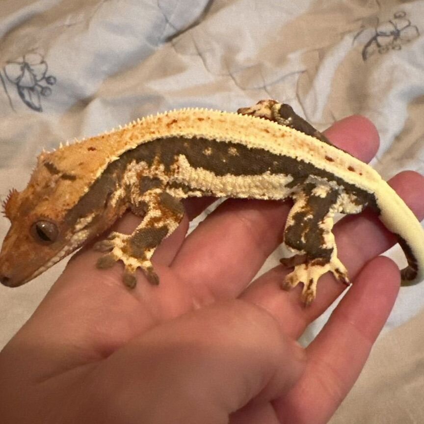 Реснитчатый бананоед