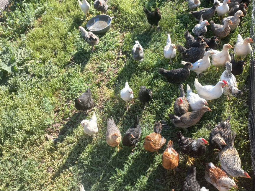 Курочки, Петухи, Цыплята разных сортов