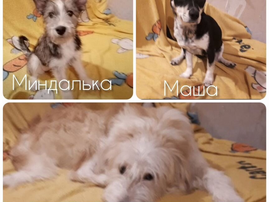 Собаки в добрые руки